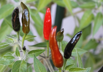 Chilipflanzen – Pflanzen Jaeger